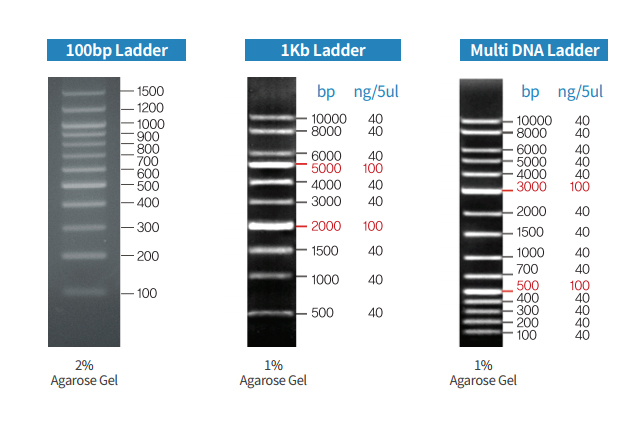 DNA-Ladder > Maker&Ladder | LABIS KOMA