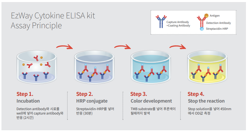 EzWay-cytokine-elisa-kit > Cytokine ELISA Kit | LABIS KOMA EzWay-cytokine-elisa-kit > Cytokine ELISA Kit | LABIS KOMA